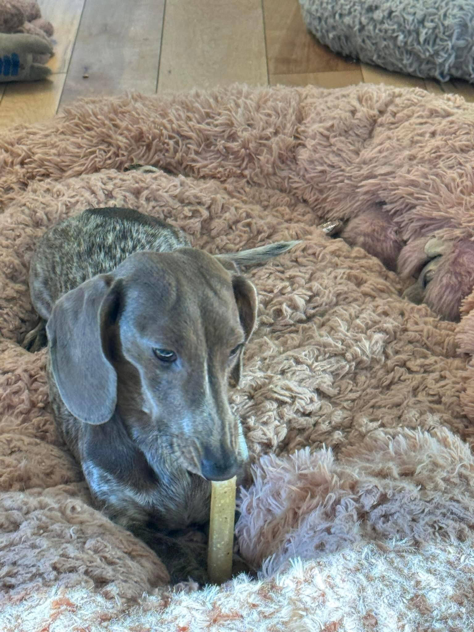 Schmoopie's Family Album